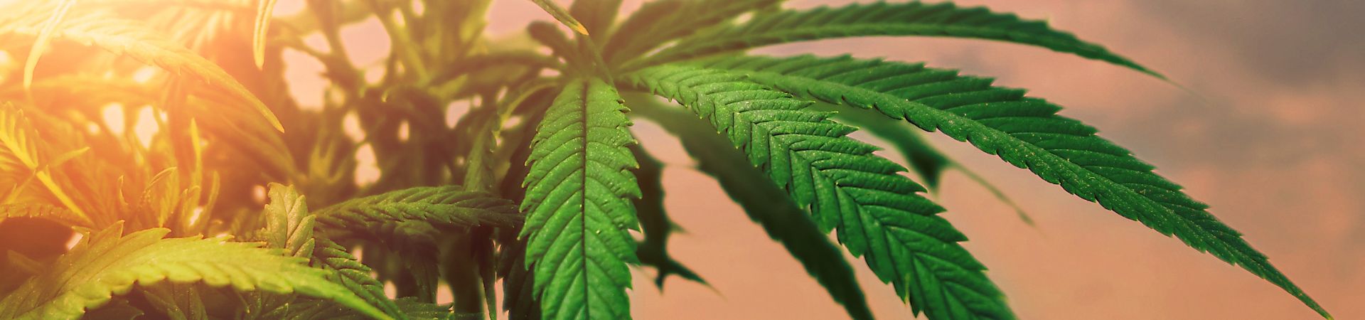 Sinsemilla: che significa e l'importanza nella cultura cannabica
