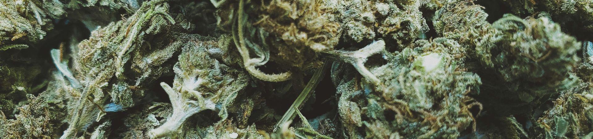 Hashish CBD: caratteristiche e uso legale