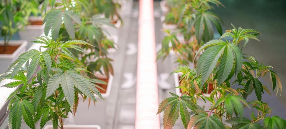 Influenza della genetica nella coltivazione della marijuana